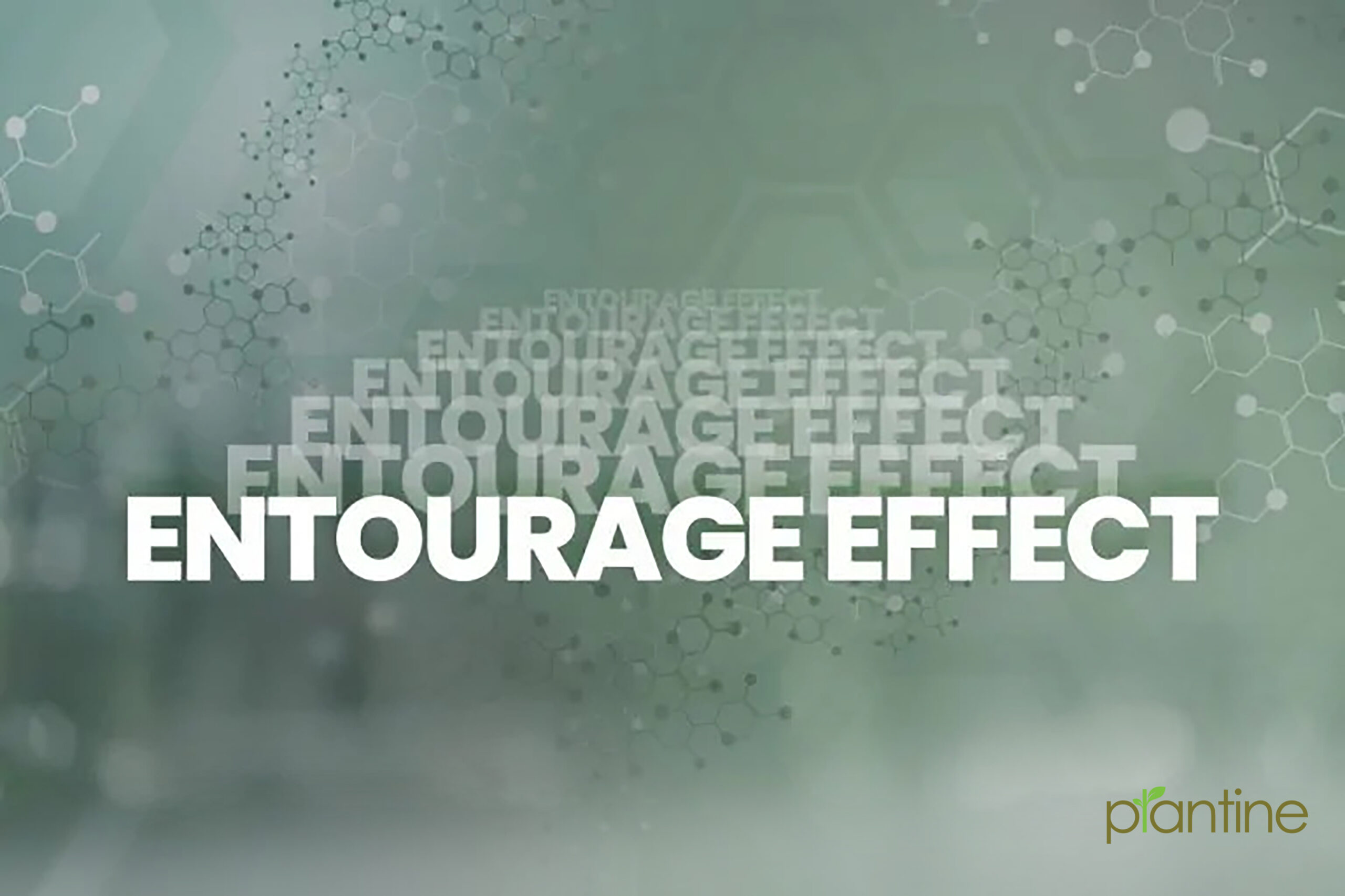 What Is The Entourage Effect? – Sacred Shop